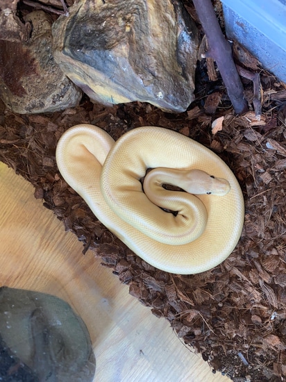 G-stripe, Banana, Cinnamon, Orange Glow Ball Python by Terrasaurs
