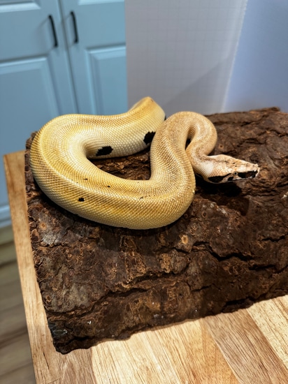 Magpie Matrix Blood Python by Chaotic Creatures LLC