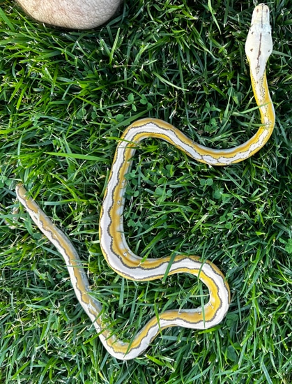 Female Purple Platinum Motley Sunfire Reticulated Python by Chaotic ...