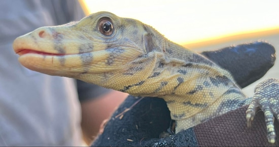 CBB Banded Sulphur Water Monitor by Chaotic Creatures LLC