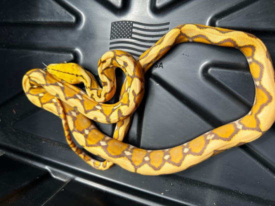 Orange Glow Sun Het Purple Reticulated Python by Chaotic Creatures LLC