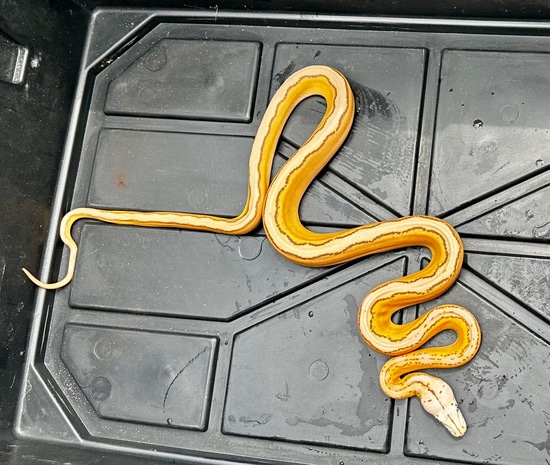 Purple Platinum Motley Super Sunfire Reticulated Python by Chaotic ...