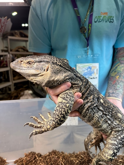 Black Throat Black-Throated Monitor by Chaotic Creatures LLC