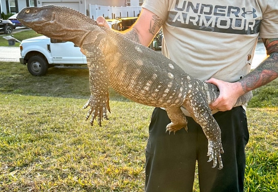 Adult Male Black Throat Black-Throated Monitor by Chaotic Creatures LLC