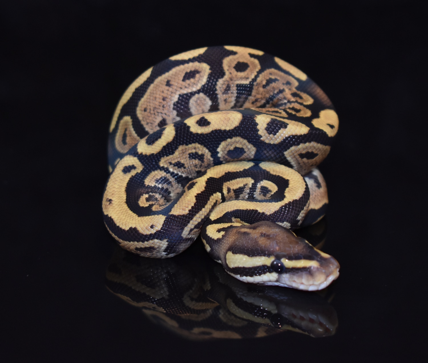 Fire Ball Python by Davis Reptile Lab, LLC - MorphMarket