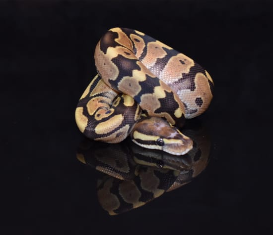 Scaleless Head Fire Ball Python by Davis Reptile Lab, LLC