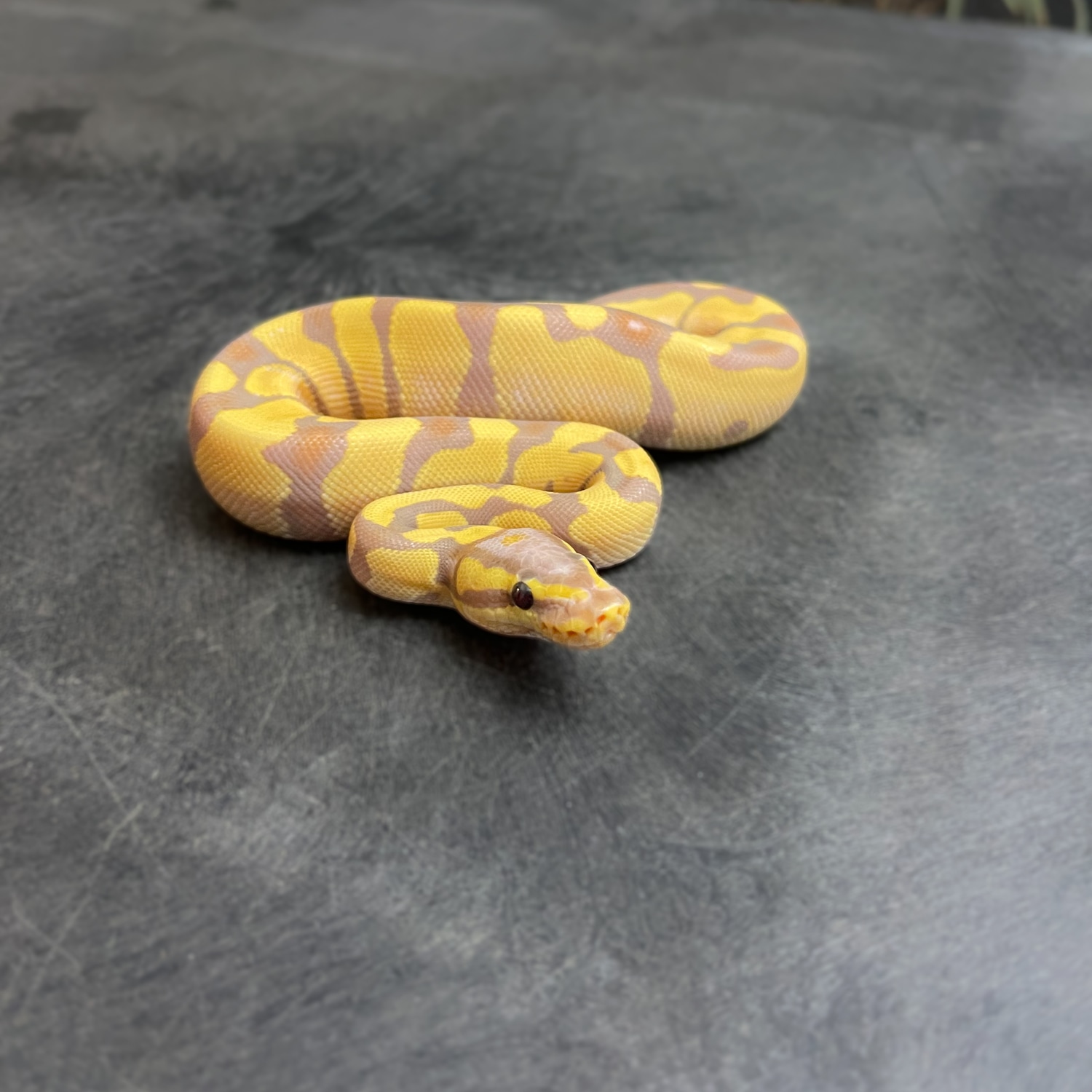 Banana Enchi Ball Python by Davis Reptile Lab, LLC - MorphMarket