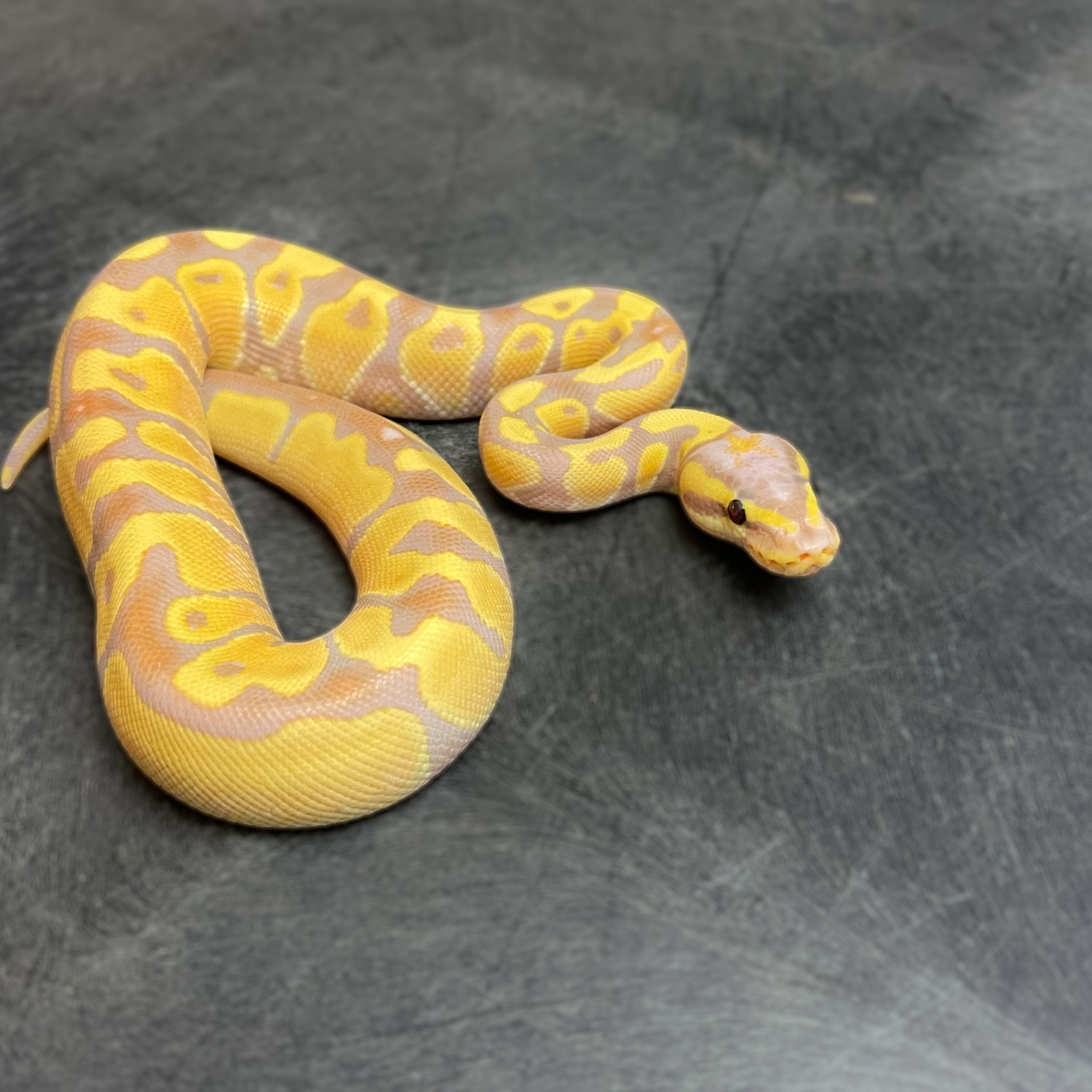 Banana Enchi Ball Python by Davis Reptile Lab, LLC - MorphMarket