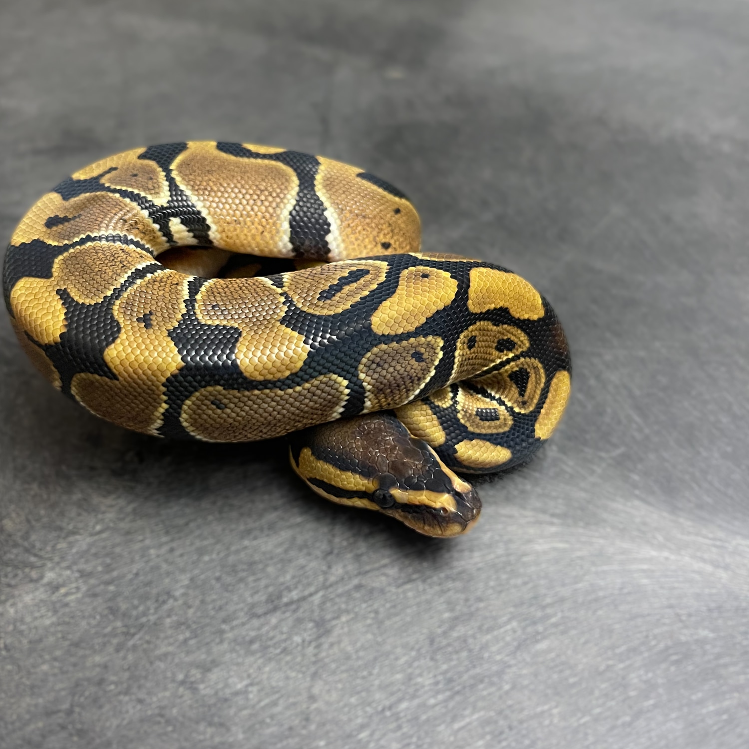 Blade Het Clown Ball Python by Davis Reptile Lab, LLC - MorphMarket