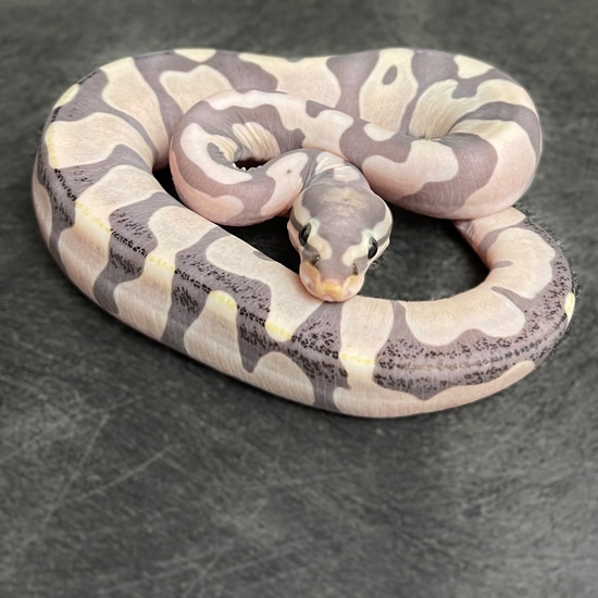 Firefly Scaleless Ball Python by Davis Reptile Lab, LLC