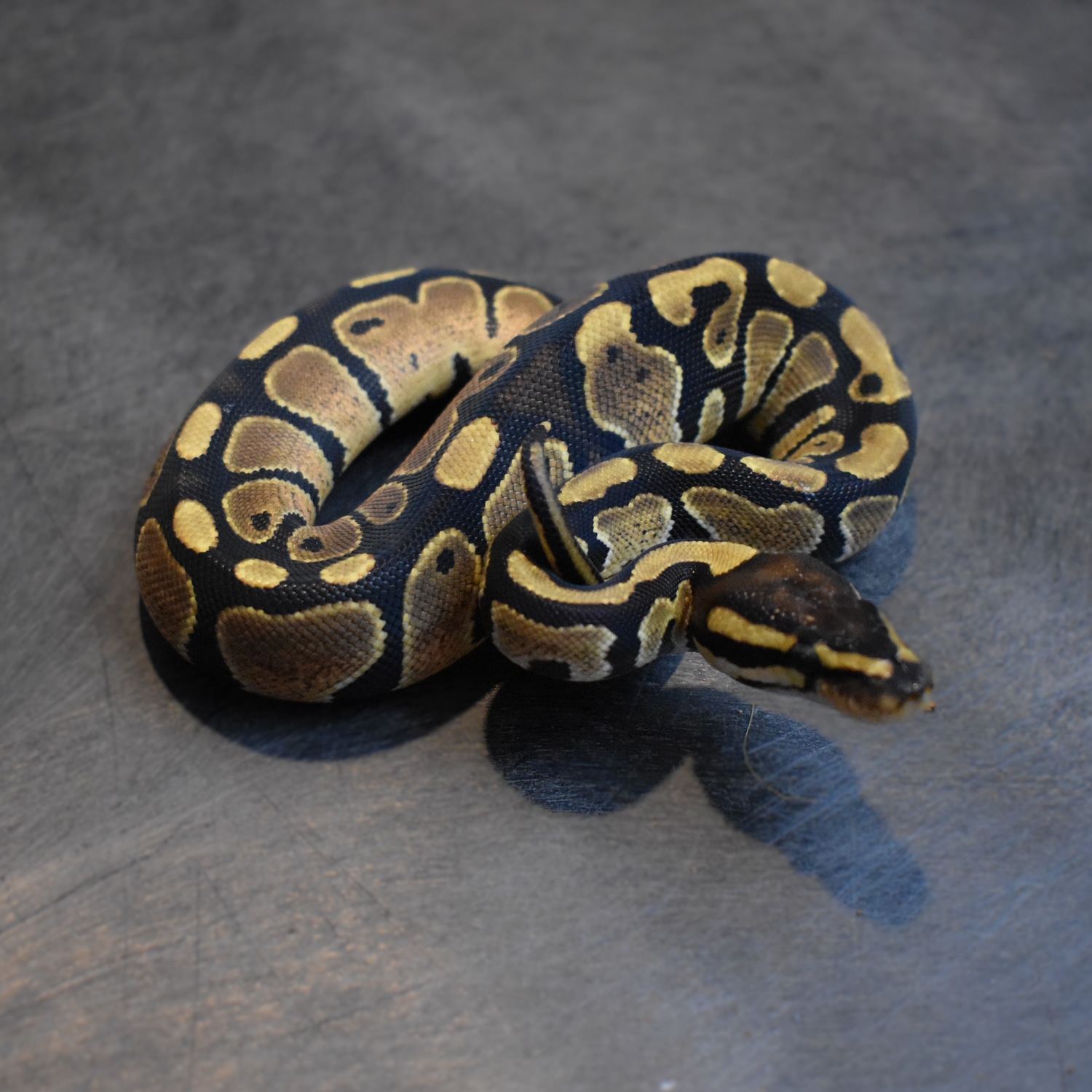 Het Piebald Ball Python by Davis Reptile Lab, LLC - MorphMarket