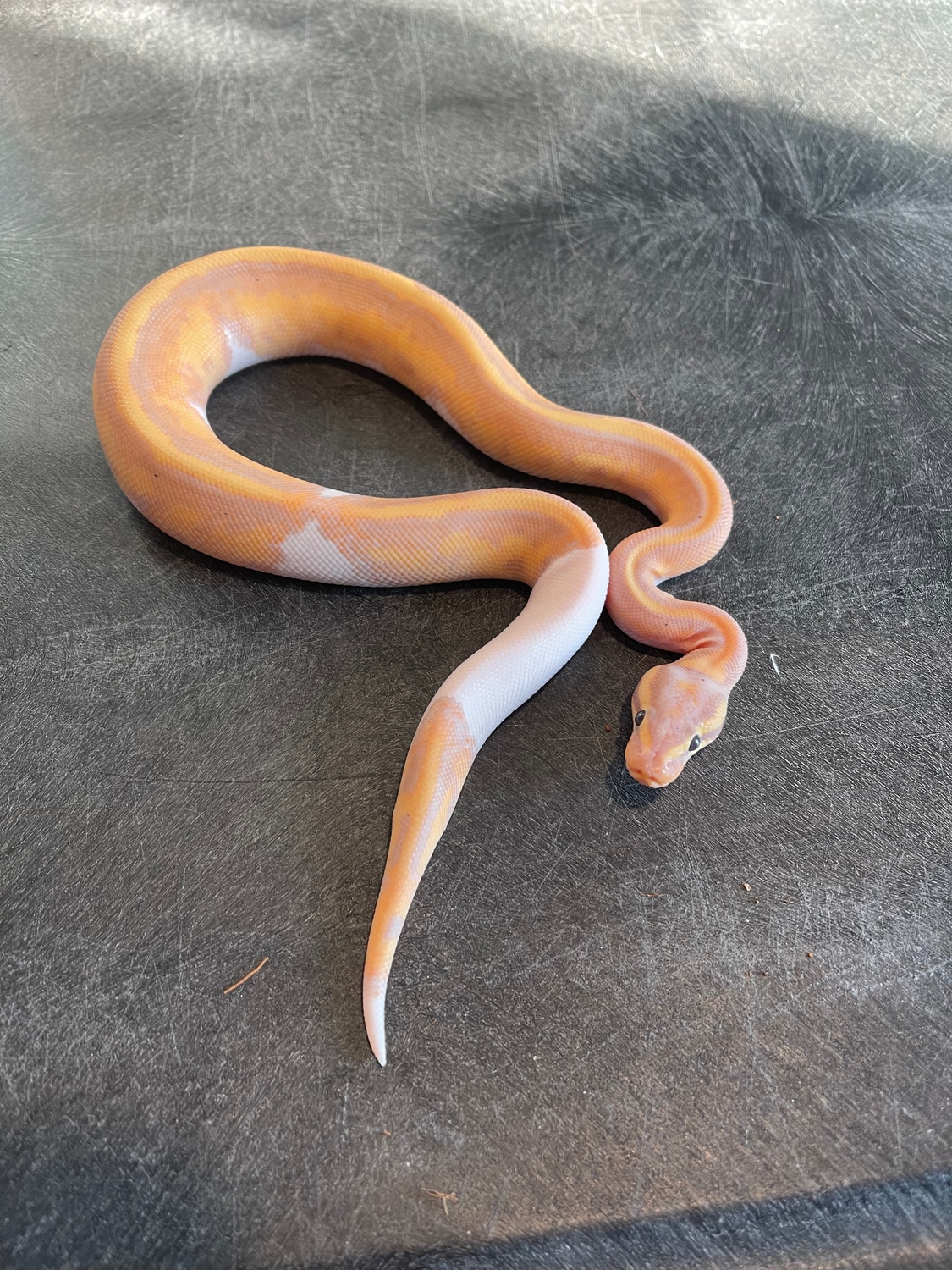 Banana Enchi Piebald Ball Python by Davis Reptile Lab, LLC - MorphMarket