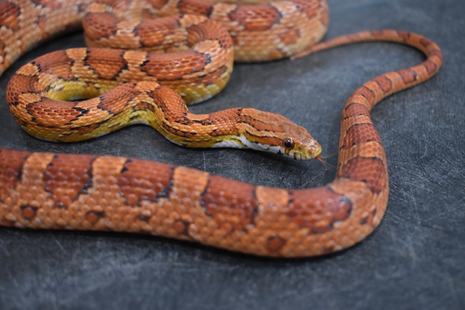 Corn Snake by Davis Reptile Lab, LLC - MorphMarket