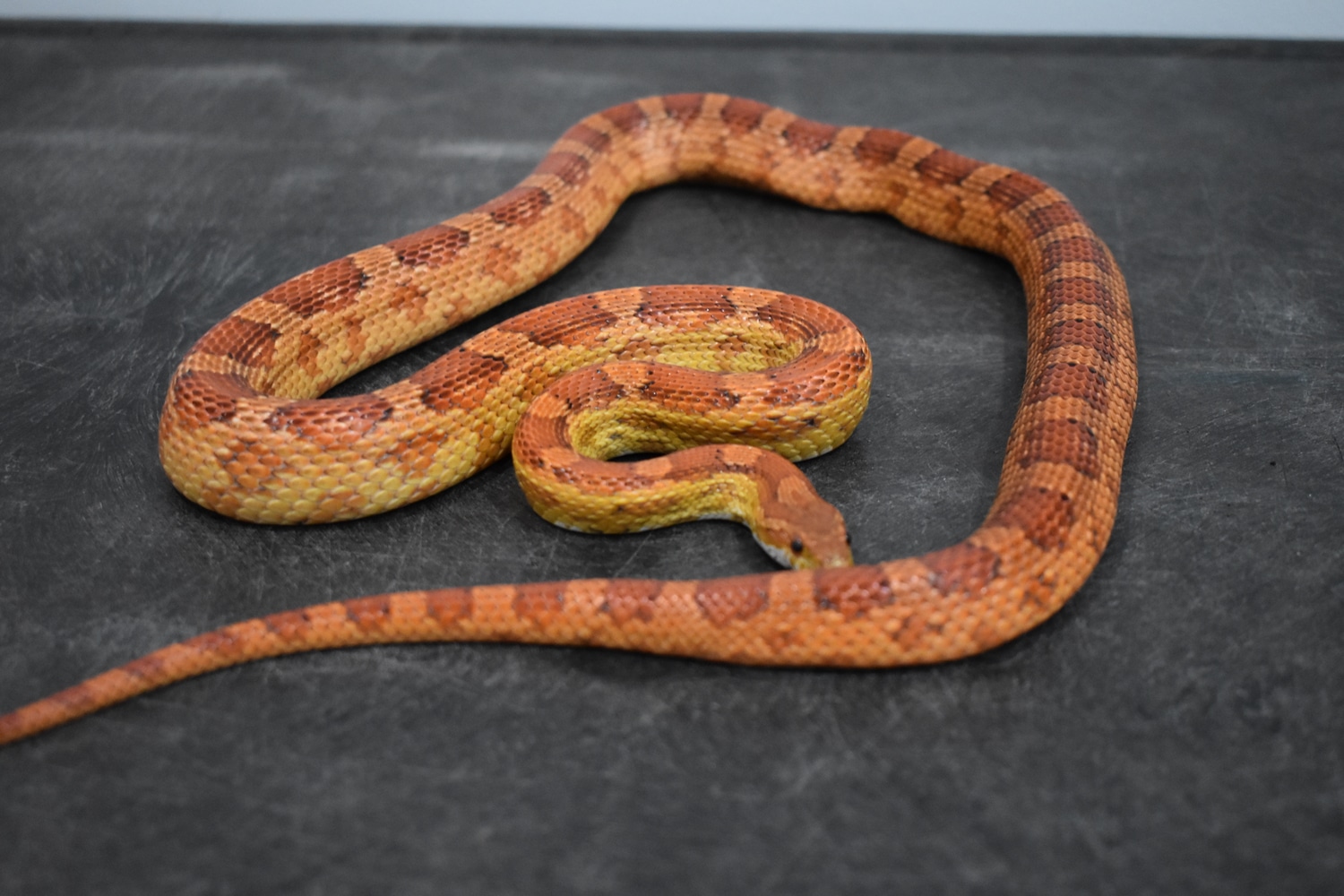 Corn Snake by Davis Reptile Lab, LLC - MorphMarket