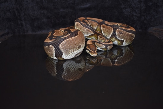 Normal Ball Python by Davis Reptile Lab, LLC