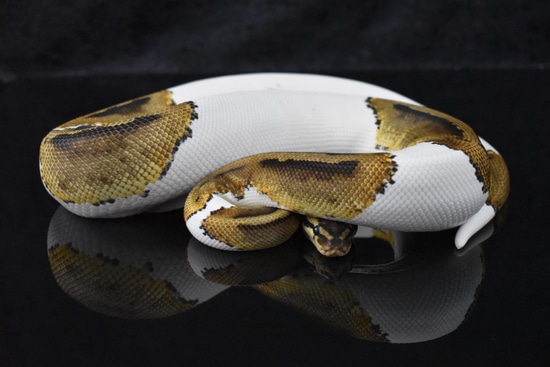 Piebald Ball Python by Davis Reptile Lab, LLC