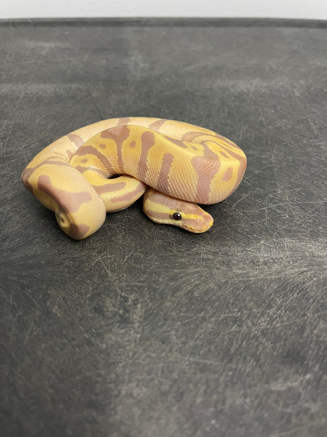 Banana Enchi Ball Python by Davis Reptile Lab, LLC - MorphMarket