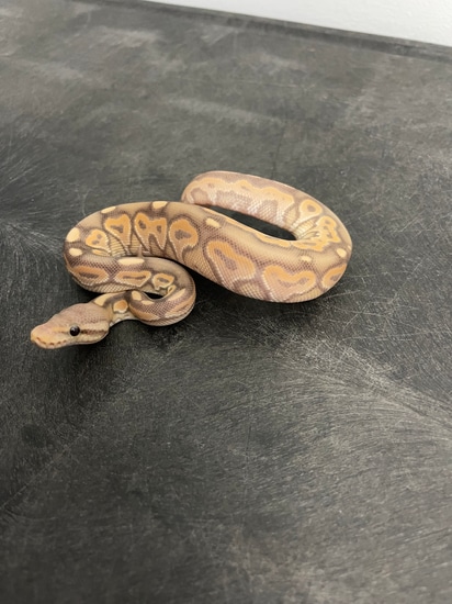 Banana Cinnamon Ball Python by Davis Reptile Lab, LLC