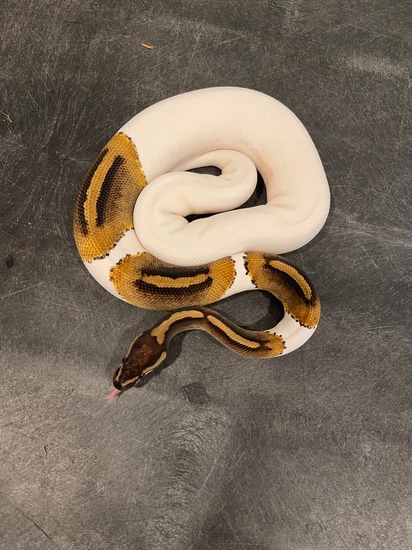 Piebald Ball Python by Davis Reptile Lab, LLC