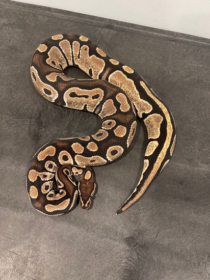 Chocolate Vanilla Ball Python by Davis Reptile Lab, LLC