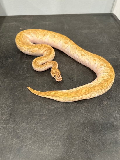 Lesser Clown Ball Python by Davis Reptile Lab, LLC