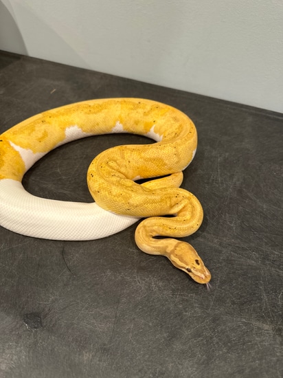 Banana Enchi Piebald Ball Python by Davis Reptile Lab, LLC