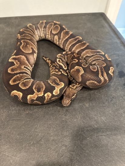 GHI Ball Python by Davis Reptile Lab, LLC