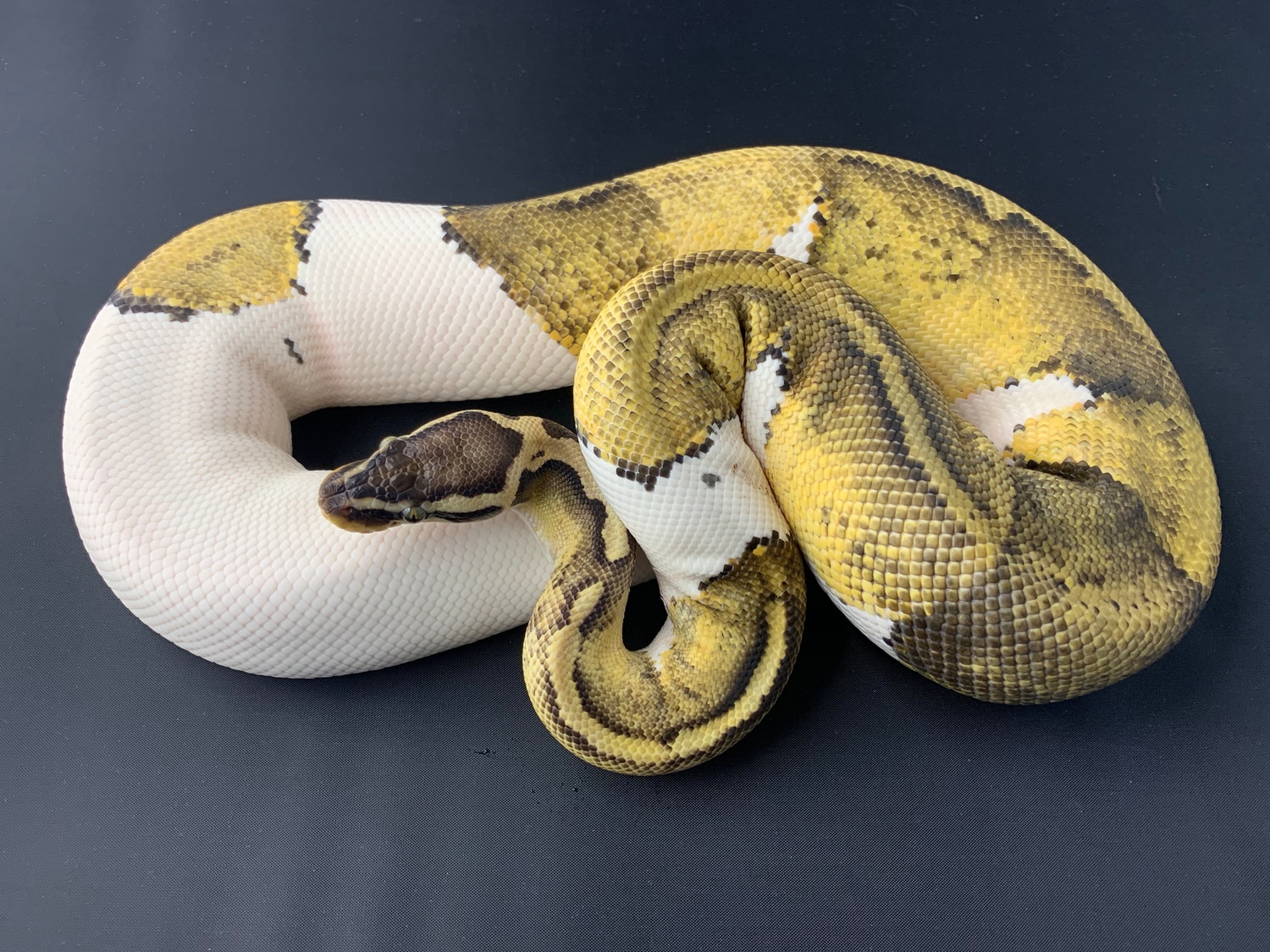 Killer Pied (Super Pastel Pied) Ball Python by Dāv Kaufman - MorphMarket