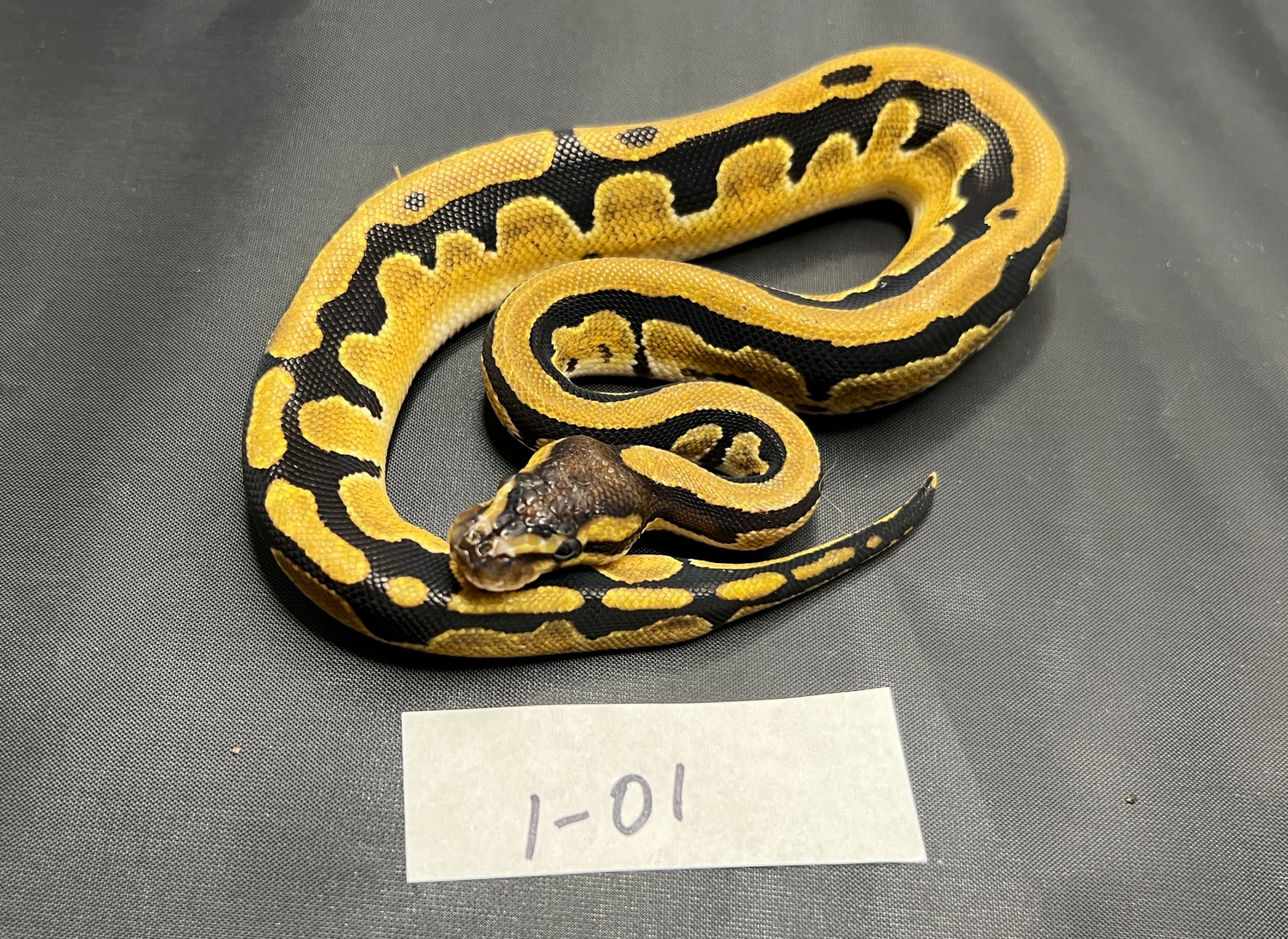 Africa Import Ball Python by Dāv Kaufman - MorphMarket