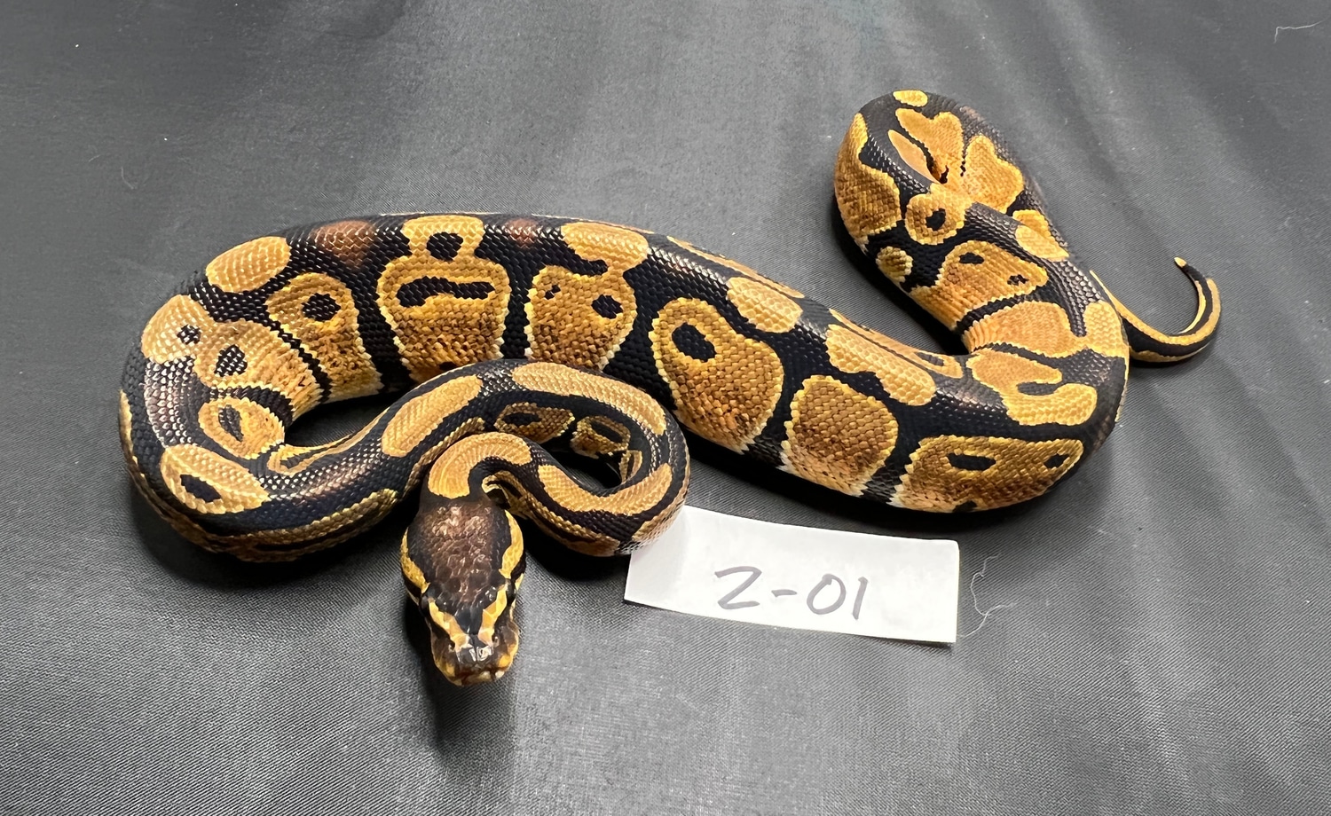 Africa Import Ball Python by Dāv Kaufman - MorphMarket