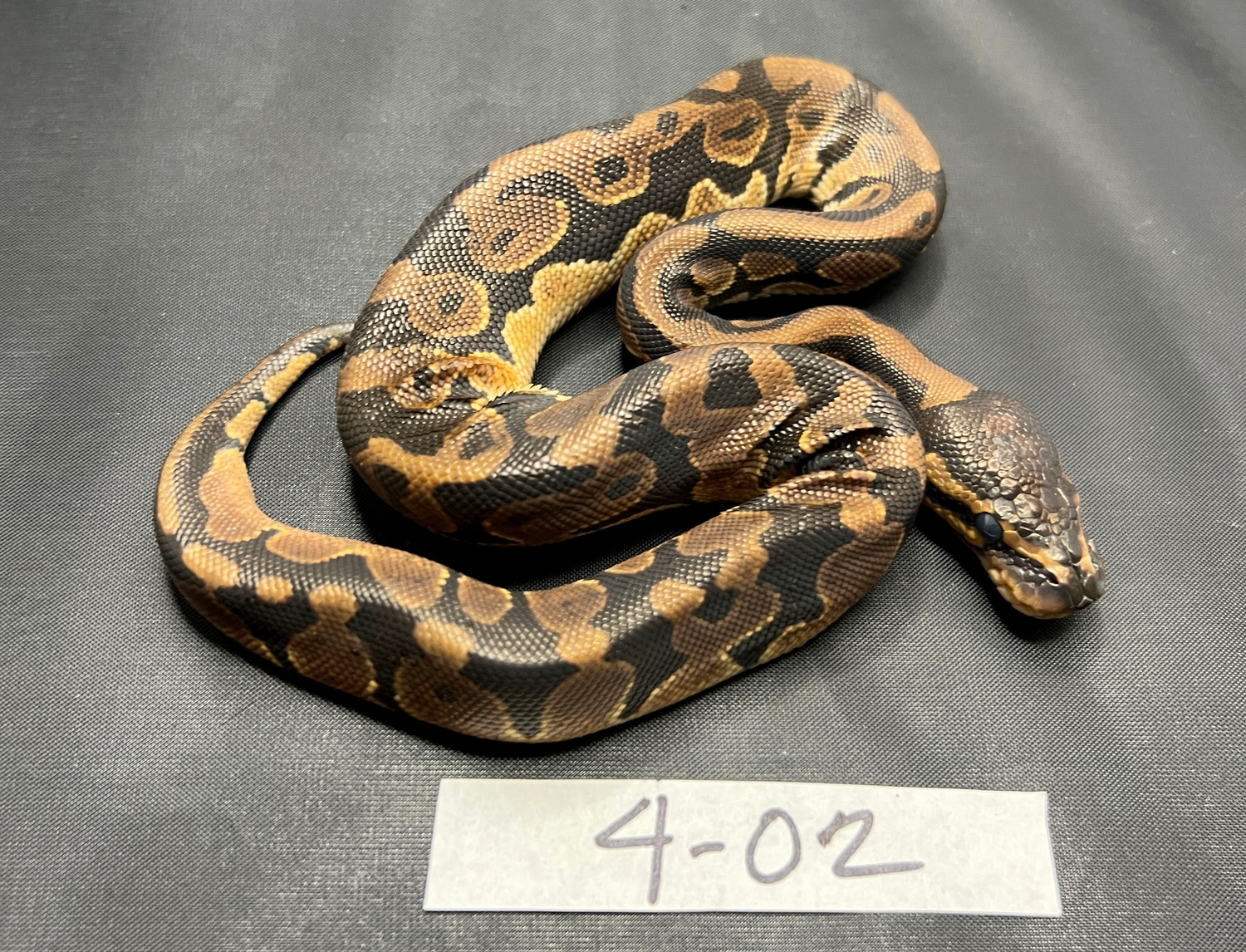Africa Import Ball Python by Dāv Kaufman - MorphMarket