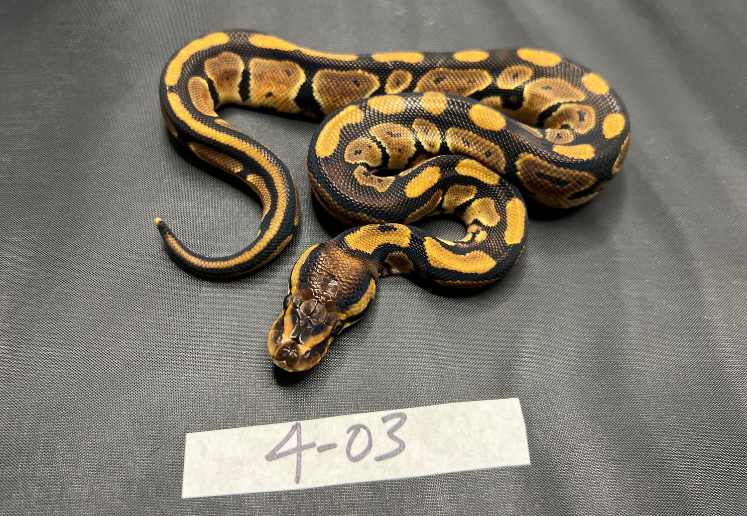 Africa Import Ball Python by Dāv Kaufman - MorphMarket