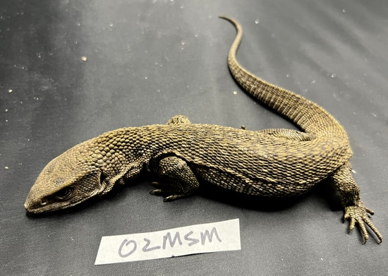 Melanistic Savannah Monitor by Dāv Kaufman