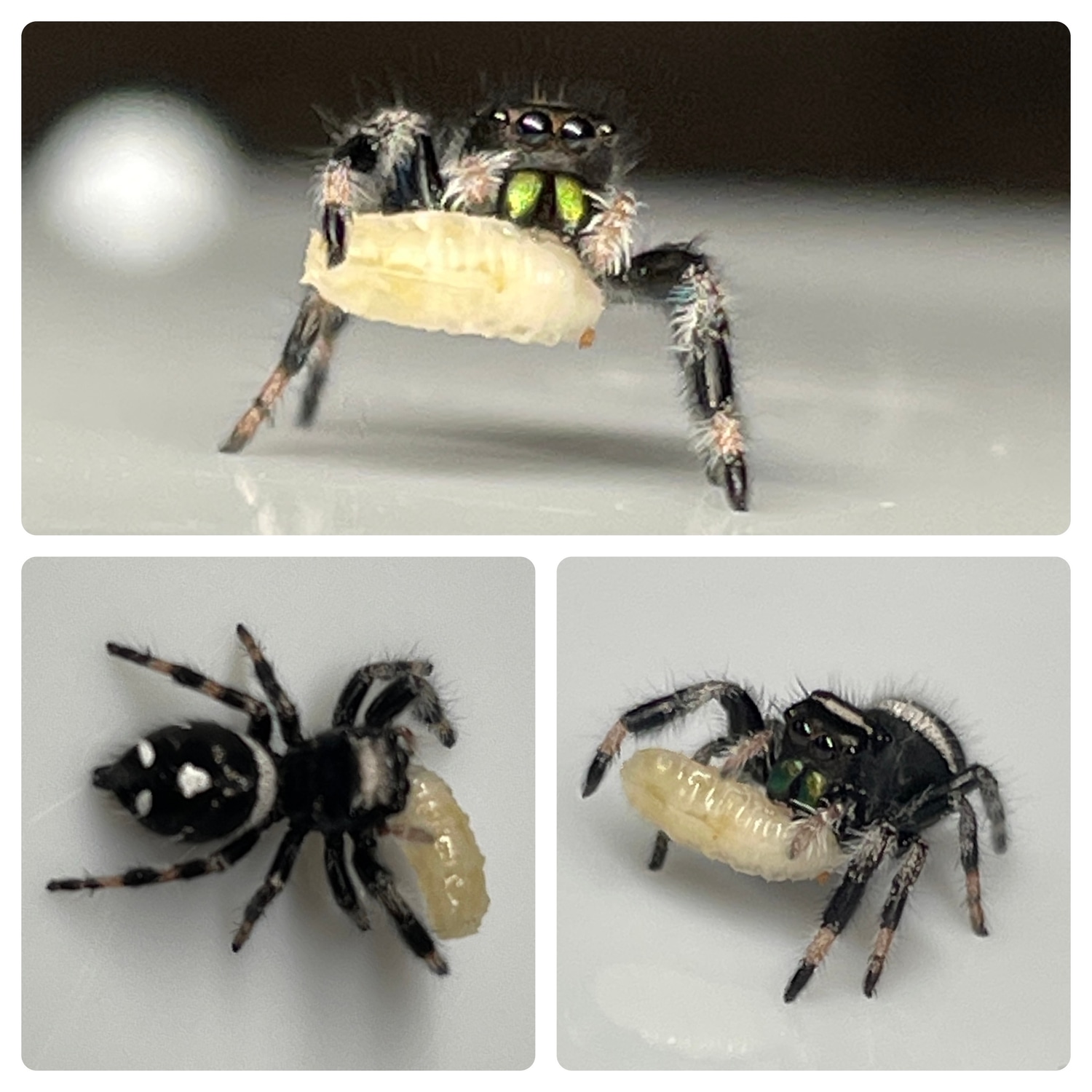 I5/i6 Male Regal Jumping Spider True Spider by The Spider Spot ...