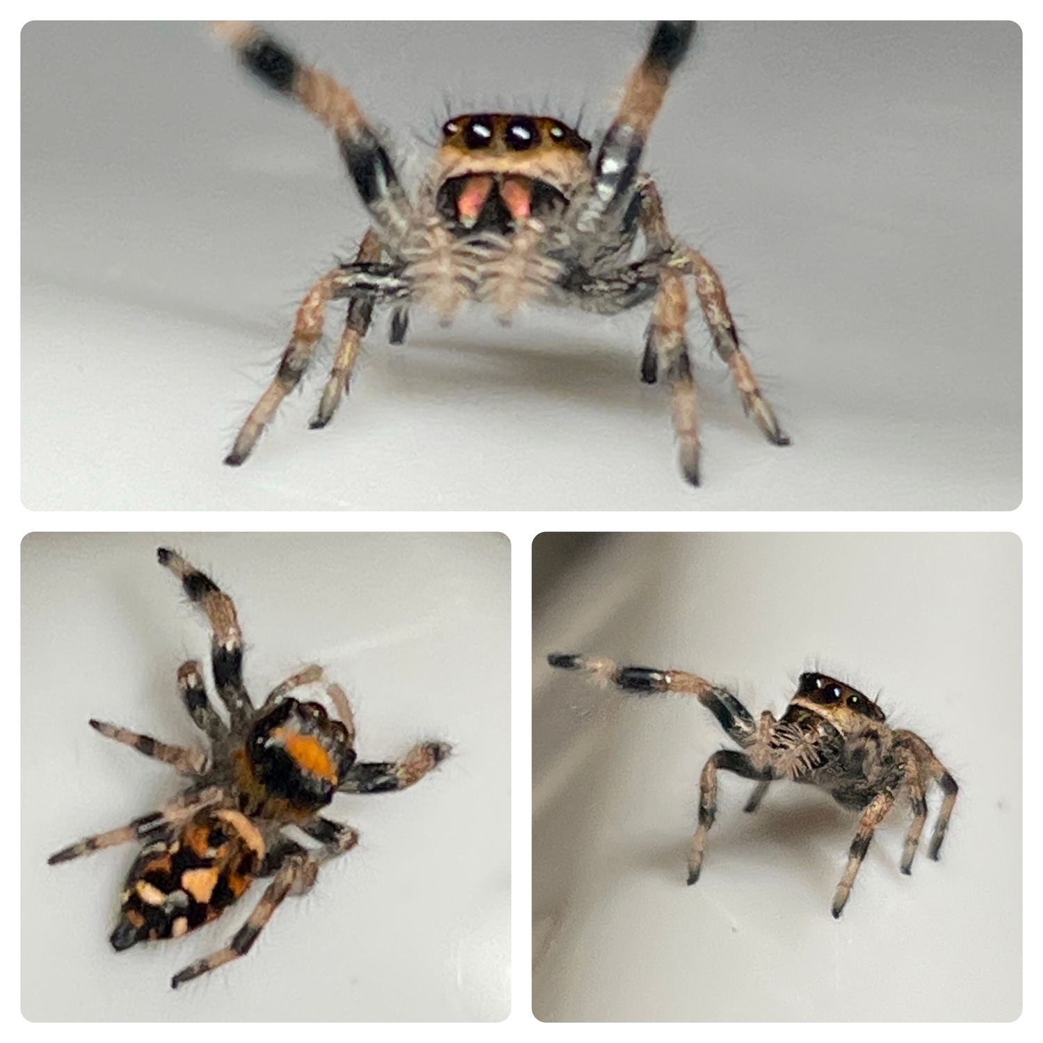 I5/i6 Female Regal Jumping Spider True Spider by The Spider Spot ...