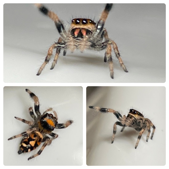 I5/i6 Female Regal Jumping Spider by The Spider Spot