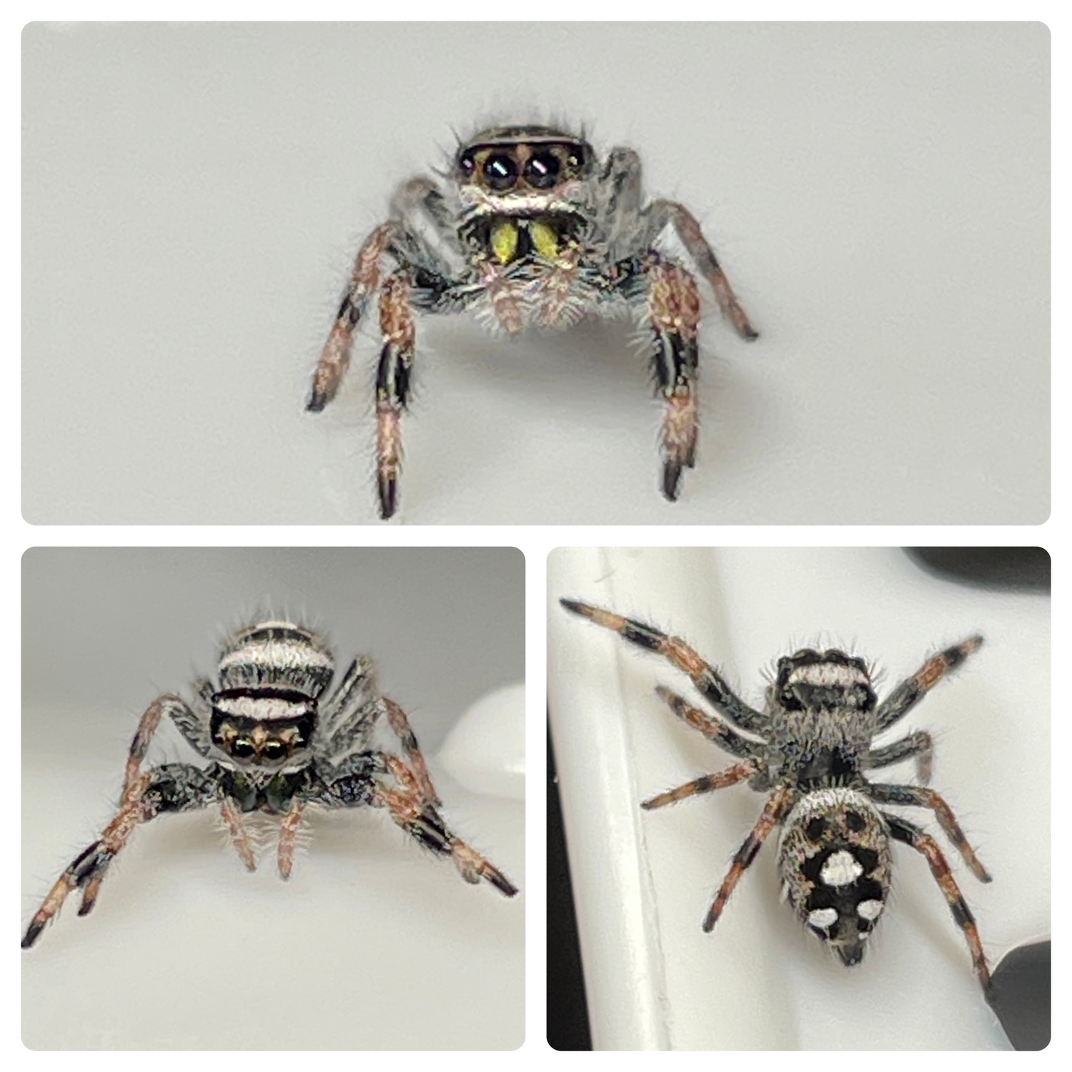 I5/i6 Female Regal Jumping Spider True Spider by The Spider Spot ...