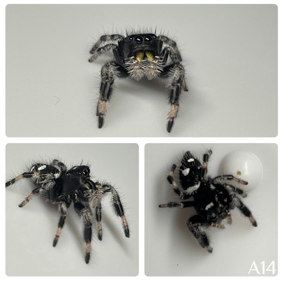 I5/i6 Male Regal Jumping Spider by The Spider Spot