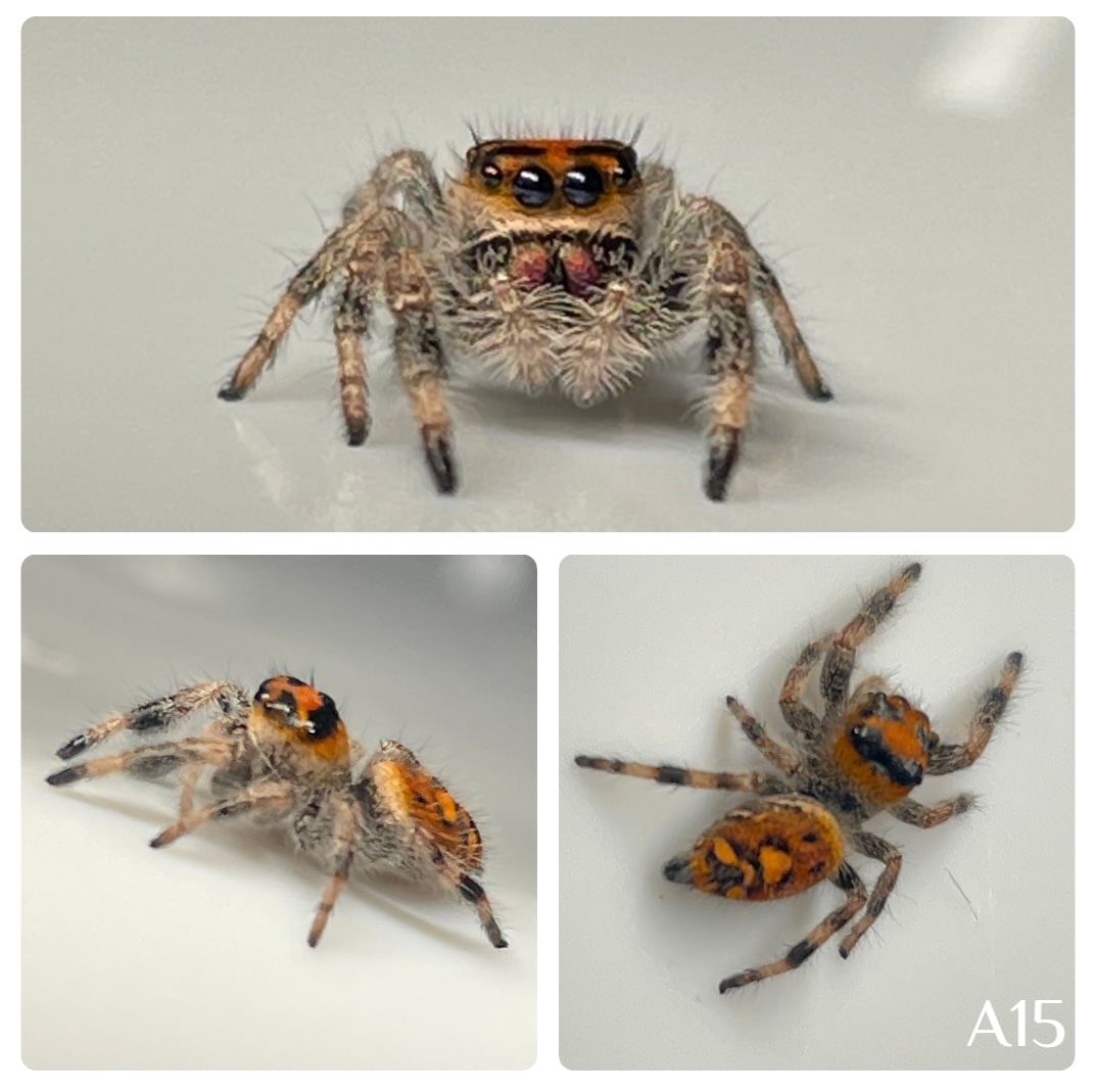 I5/i6 Female Regal Jumping Spider True Spider by The Spider Spot ...