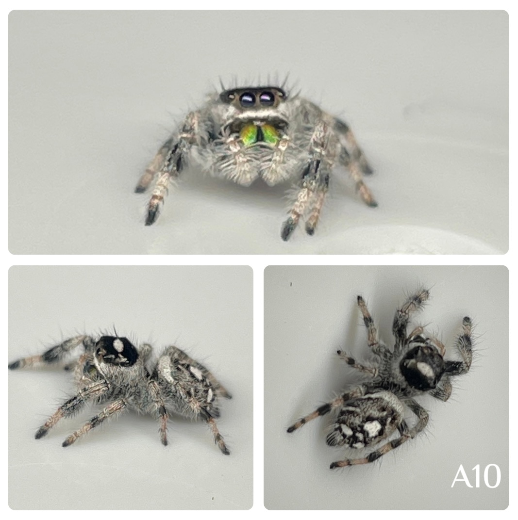 I6 Regal Jumping Spider True Spider by The Spider Spot - MorphMarket