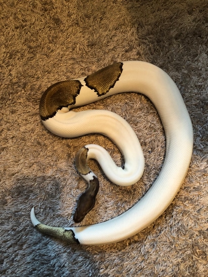 Mojave Pied Ball Python by Dawns royals