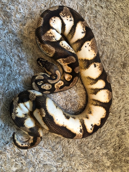 Pastel Enchi Calico Ball Python by Dawns royals