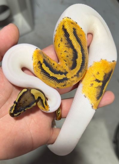 Yellow Belly Fire Pied Het Lavender Albino Ball Python by Tropical Balls Miami