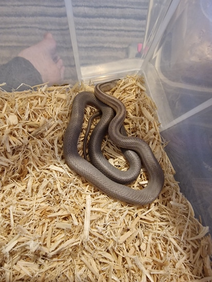 Granite Stripe Het Pied, Amel Corn Snake by Slinkys Majestic Royals