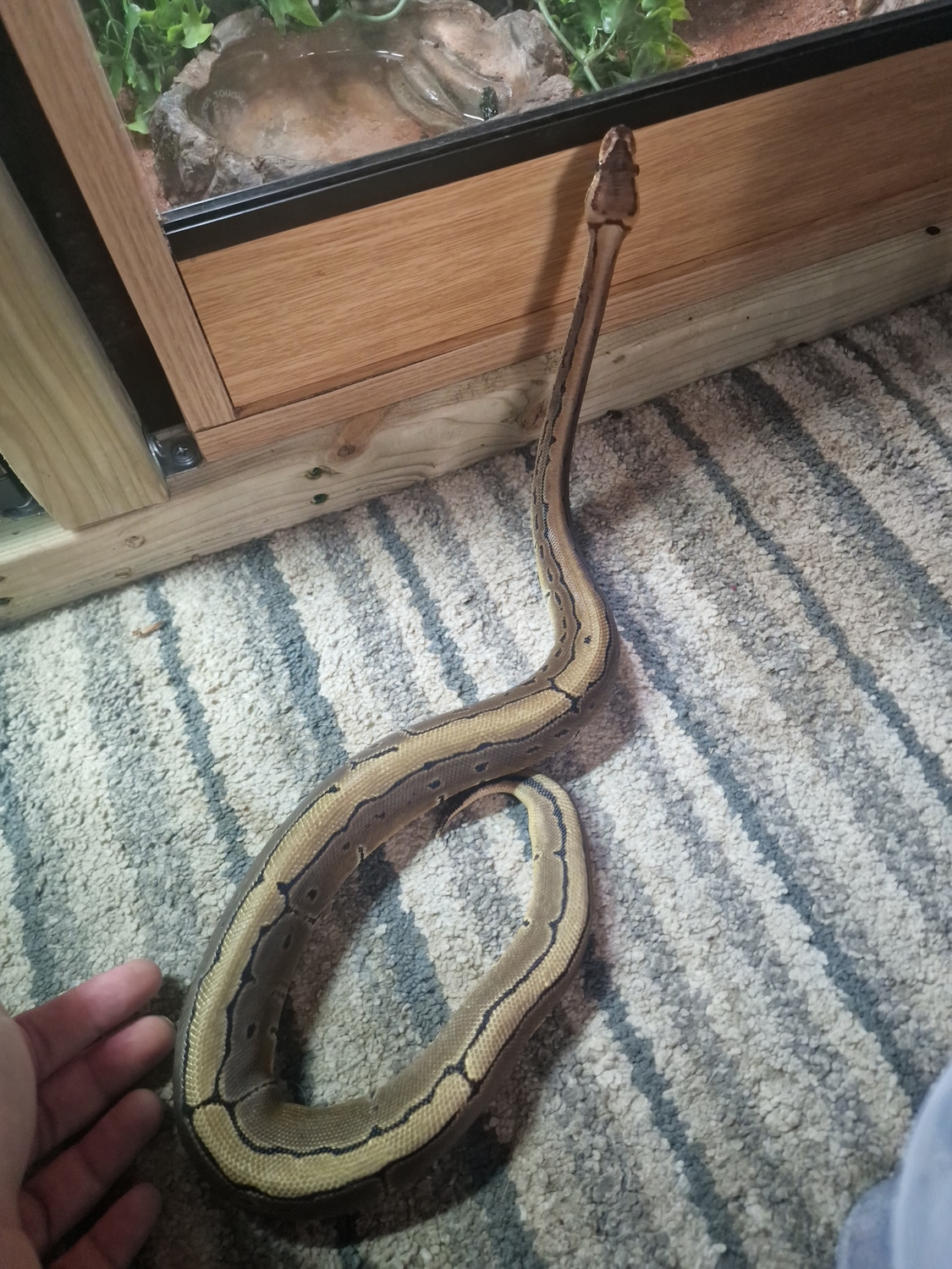 Pinstripe Ball Python by SlinkyDees reptiles - MorphMarket