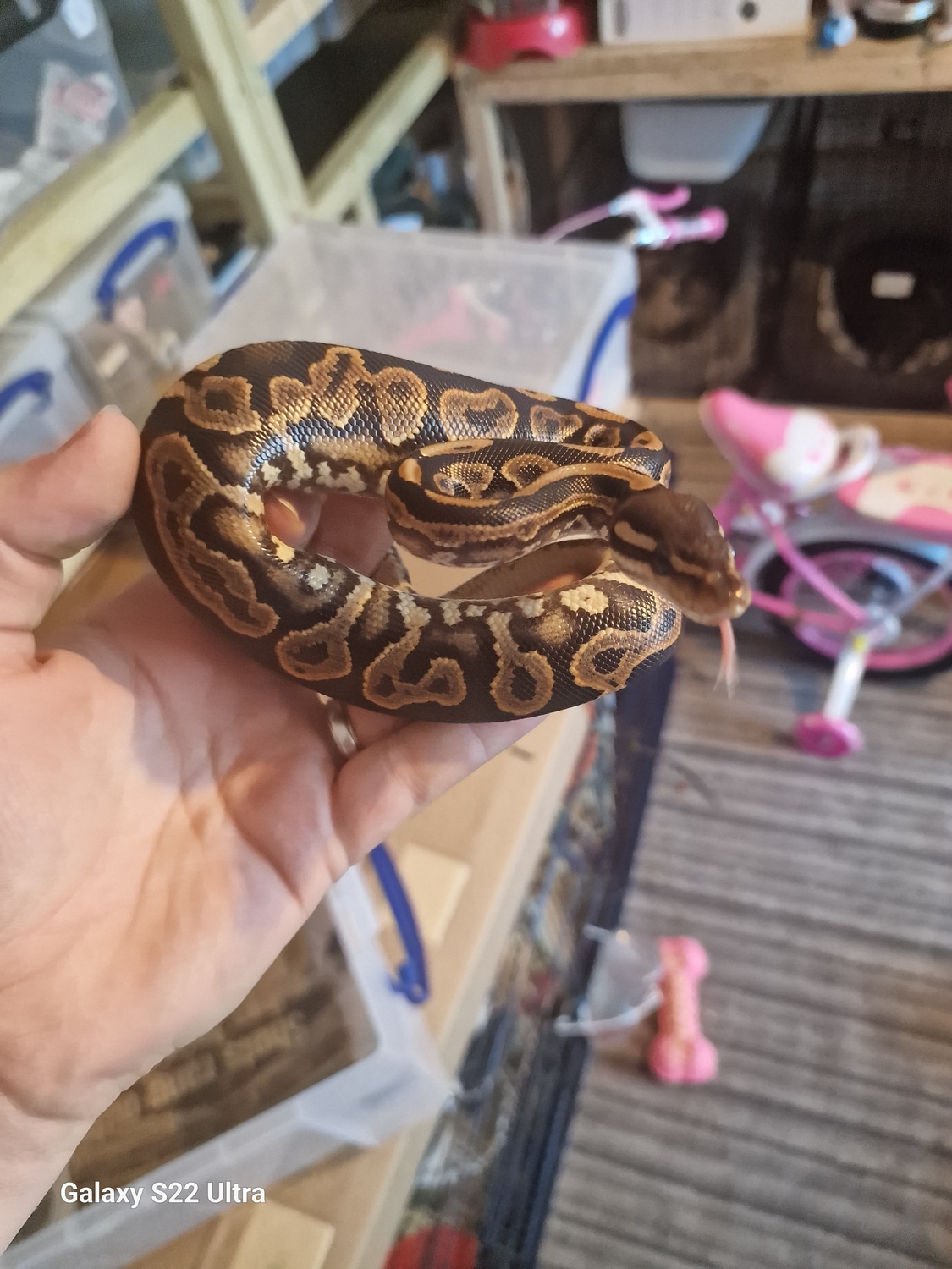 Cinnamon Yellowbelly Ball Python by SlinkyDees reptiles - MorphMarket