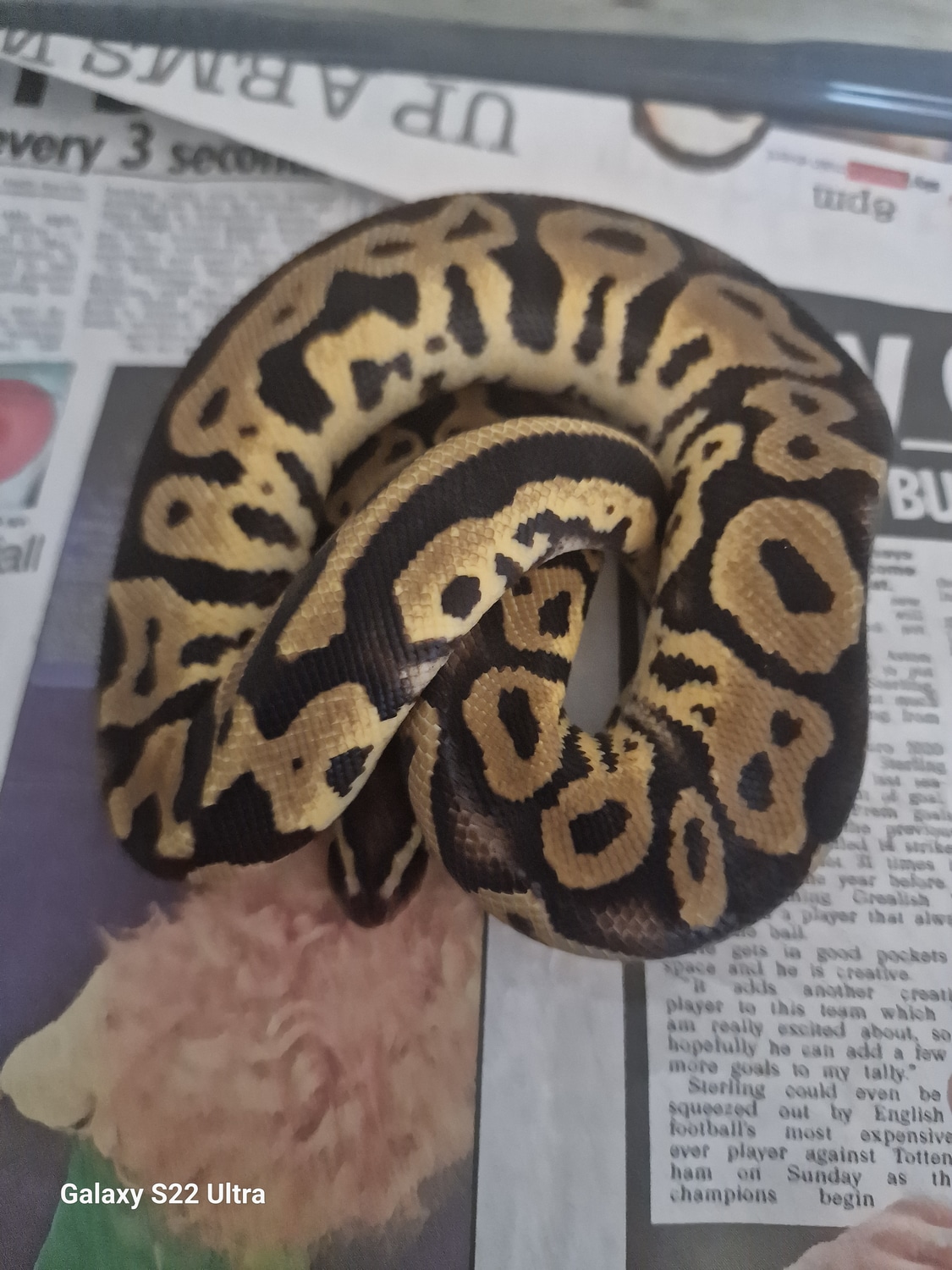 Leopard Pastel 66% DH Axanthic VPI Clown Ball Python by SlinkyDees ...