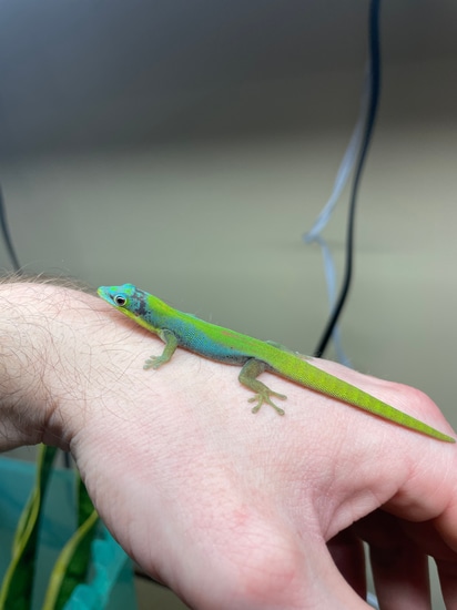 Phelsuma Laticauda "Hawaiian Blue" Day Gecko by Dayzed Exotics LLC
