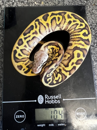 Leopard Spotnose Pastel Mojave 50% Het Clown Ball Python by S.S.S Exotics