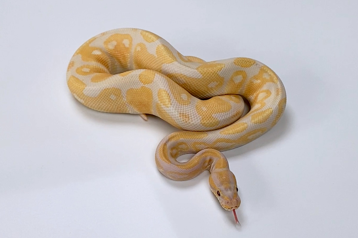 Lavender Albino Ball Python by DRC Pythons - MorphMarket